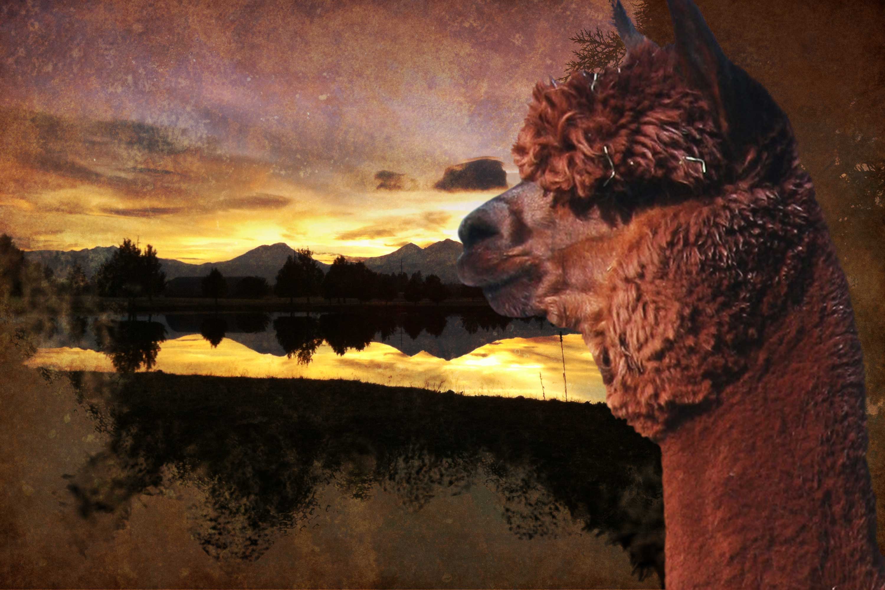 Happy Hounds Ranch – Alpacas Breeder | Alpaca Genetics | Sisters Oregon